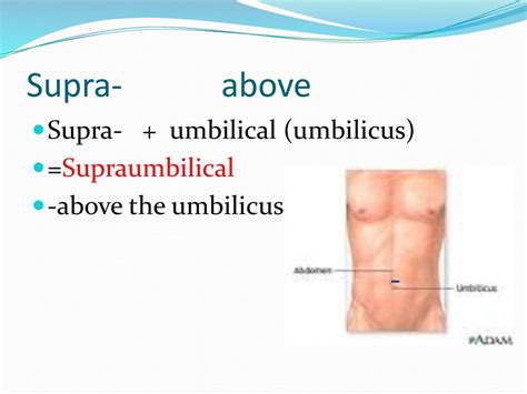 Prefixes Jose S Santiago Md Ppt Download