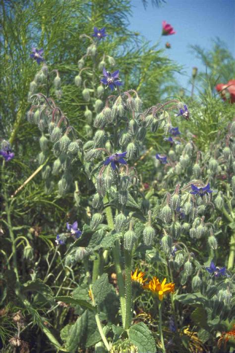 BORAGO officinalis - Muller Seeds