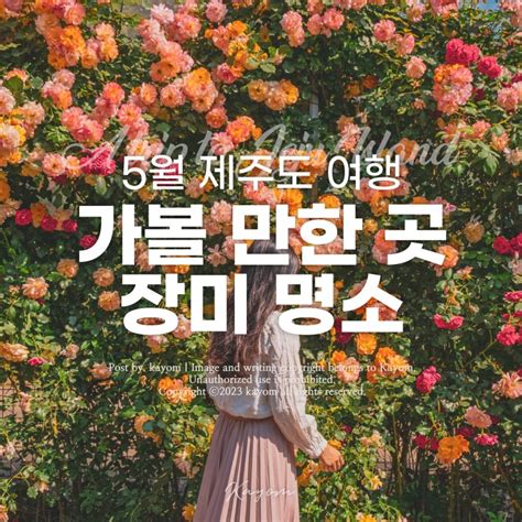 5월 제주도 가볼 만한 곳 제주도 장미 명소 북촌에가면 🌹 네이버 블로그