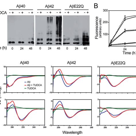 Aβe22q Induced Bax Translocation And Cytochrome C Release In Hcecs