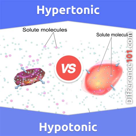 Hypertonic Vs Hypotonic 5 Key Differences Pros And Cons Similarities Difference 101