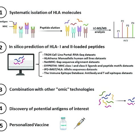 Essential Steps In Deciphering Immunopeptides That Elicit A T Cell