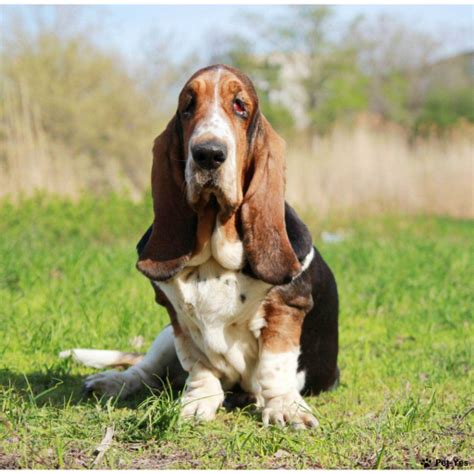 Собака Бассет хаунд фото и описание породы цены на щенков минусы и плюсы