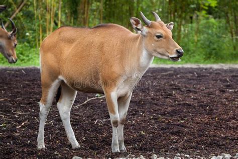 Javan Banteng Bos Javanicus Stock Image Image Of Life Mammal 82278671
