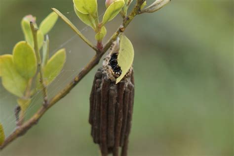Does Anyone Know The Scientific And Common Name Of The Worm Researchgate