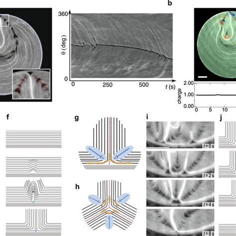 Active Nematic Dynamics Close To A Wall A Fluorescence Micrograph Of