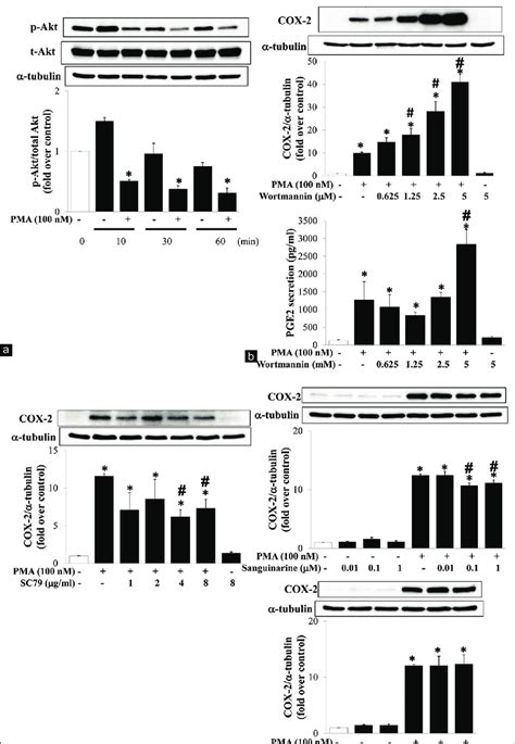 The Pi3kakt Impact On The Pkc Induced Cyclooxygenase 2 Cox 2