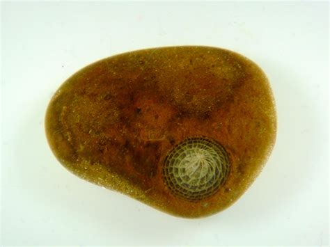 Fusulinid General Fossil Discussion The Fossil Forum