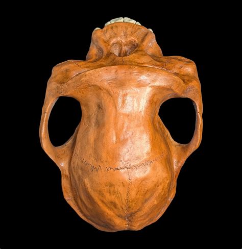 Australopithecus Afarensis Cranium Replica Paxton Gate