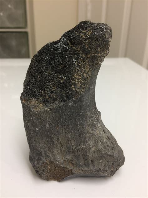 Fossilized Bone Identification Fossil Id The Fossil Forum
