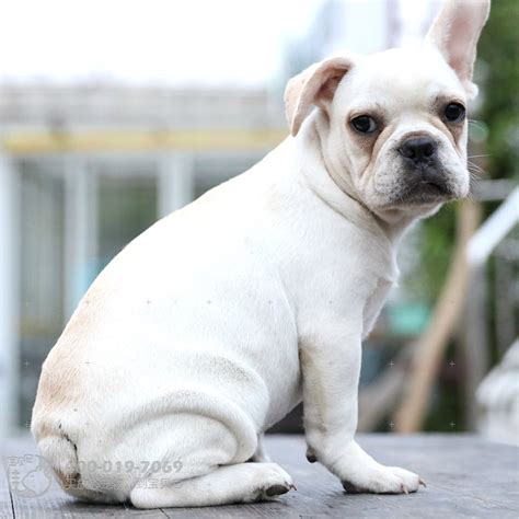 法国斗牛犬 法国斗牛犬 编号10174301 宝贝它