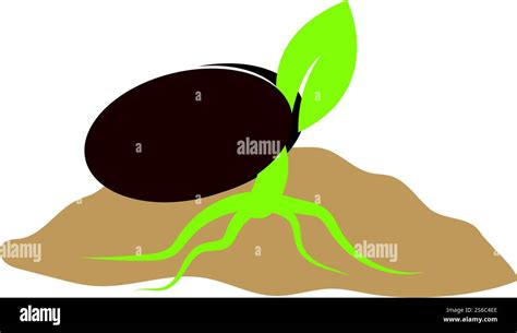 Plant Life Process Illustrtation Vector Flat Design Stock Vector Image