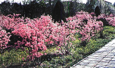 3 迎红杜鹃 园林花卉 图片