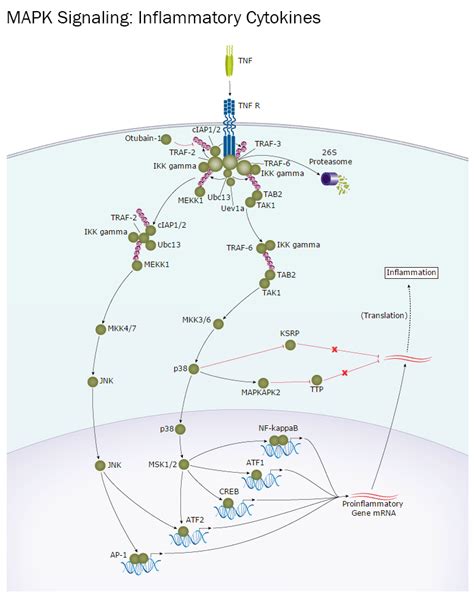 Cytokine Signaling Pathways At Carmina Cox Blog
