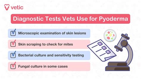 Bacterial Skin Infections In Cats Feline Pyoderma