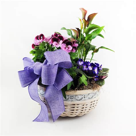 Purple Patch Moscarillos Garden Shoppe