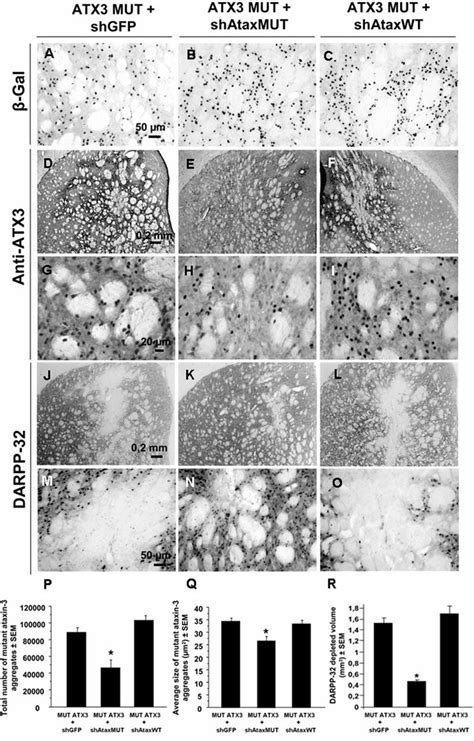 Allele Specific Silencing Of Mutant Human Ataxin 3 Mediates Robust Download Scientific Diagram