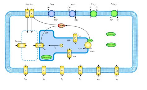 Regulation Of Ca2 And Electrical Alternans In Cardiac Myocytes Role Of Camkii And Repolarizing