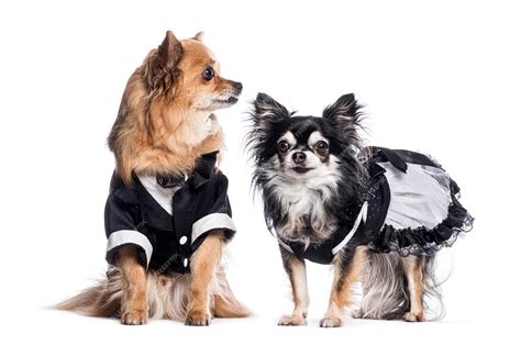 Premium Photo Two Adorable Long Haired Chihuahuas Posing In Costumes