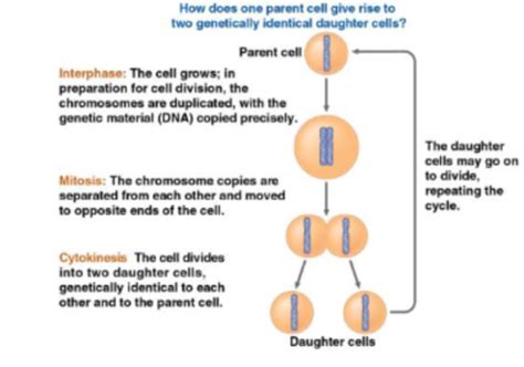 Chapter 12 The Cell Cycle Unit Three Exam Biol 135 Flashcards Quizlet
