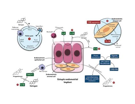 Schematic Presentation Of The Interplay Between Sex Steroids And Download Scientific Diagram