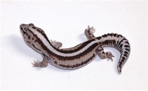 26 African Fat Tailed Gecko Morphs And Colors With Pictures