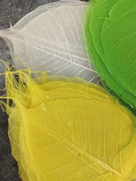 Скелетовані листя жовті