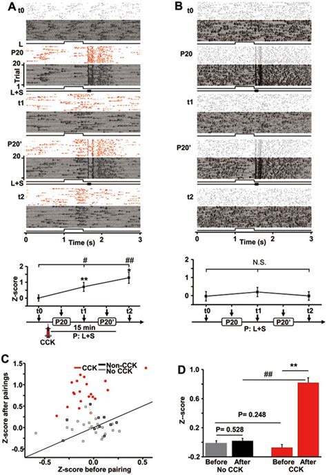cross modal responses after pairing auditory and visual stimuli in the