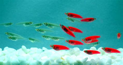 송사리는 미남을 좋아한다···수컷 얼굴 인식해 교미 전자신문