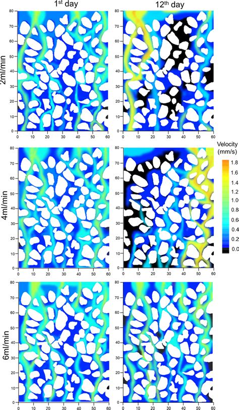 The Flow Velocity Distribution In The Pmfcs With The Biofilm Development Download Scientific