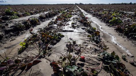 Californias Relentless Rains Affect Farmworkers Strawberry Prices
