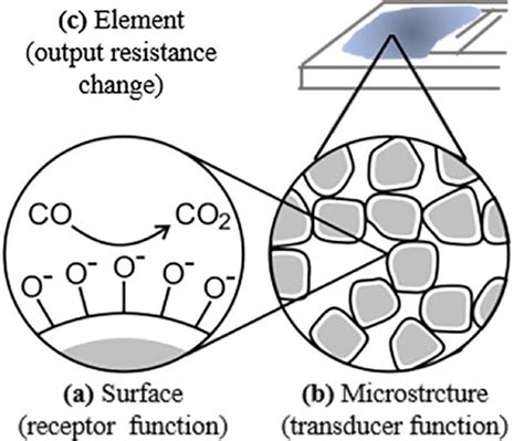 Receptor And Transducer Function Of A Semiconductor Gas Sensor