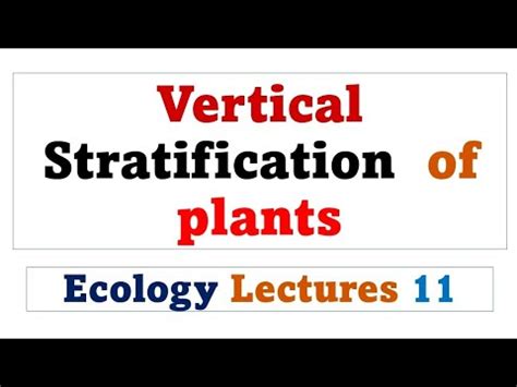 What Is Vertical Stratification In Ecology
