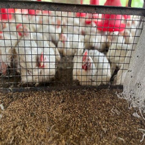 Poultry Farm Chicken Health Object Detection Dataset And Pre Trained Model By Chicken Health