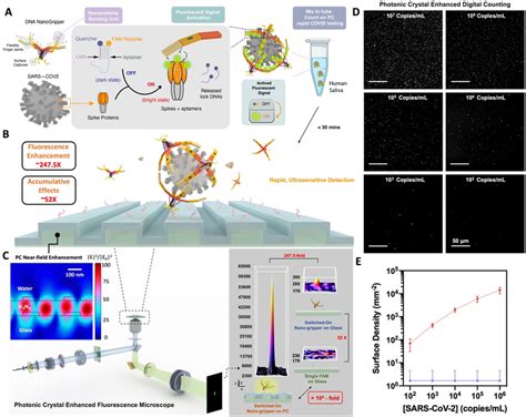 Photonic Crystal Enhanced Detection Of Sars Cov 2 By Dna Ng Sensor A Download Scientific