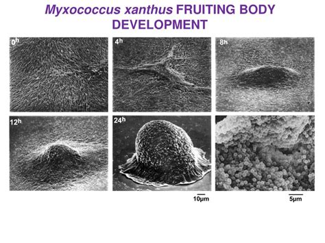 Ppt Cell Shape Coccus Sphere Coccus Single Diplococcus Two Powerpoint Presentation Id