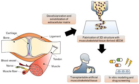 Tissue Specific Decellularized Extracellular Matrix Bioinks For Musculoskeletal Tissue