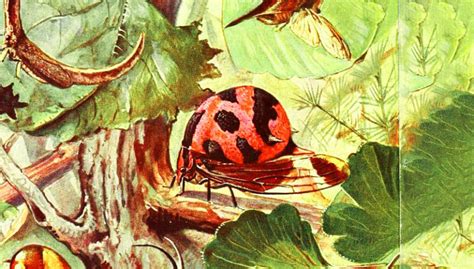 Dead Ladybug Spiritual Meaning Omens Symbols And Synchronicity