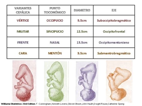 Atencion De Trabajo De Parto Definicin Periodo Que