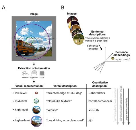 A Framework For Understanding Semantics In Visual Neuroscience A Download Scientific Diagram