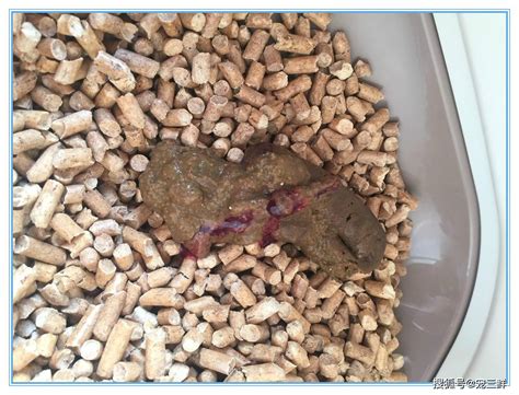 突遇猫咪血便对主子的担心会提升到嗓子眼吗 搜狐大视野 搜狐新闻