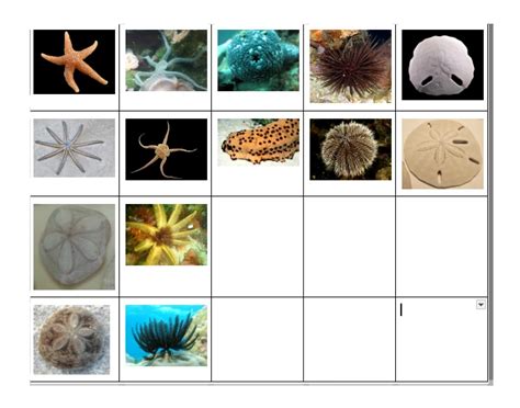 Echinoderms Diversity Quiz Echinoderms Diversity Quiz