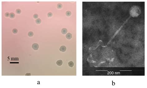 Whole Genome Sequencing Of Sinorhizobium Phage Ap 202 A Novel