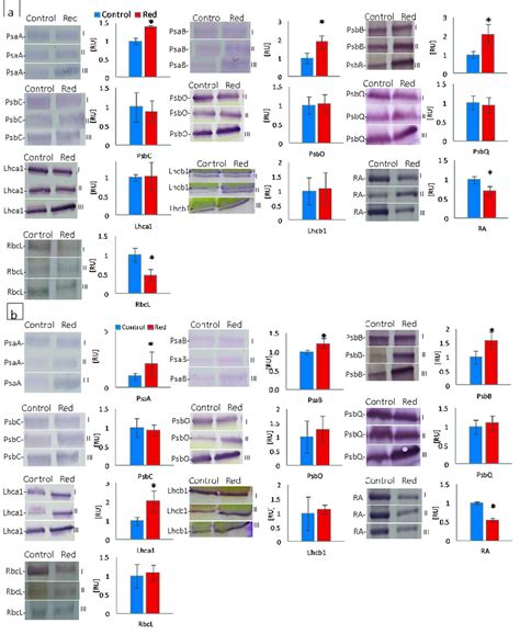 Structural And Functional Photosynthetic Proteins Content Of A