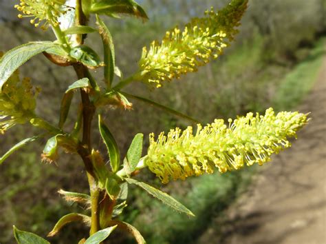 Yellow Willow Photos Page 1