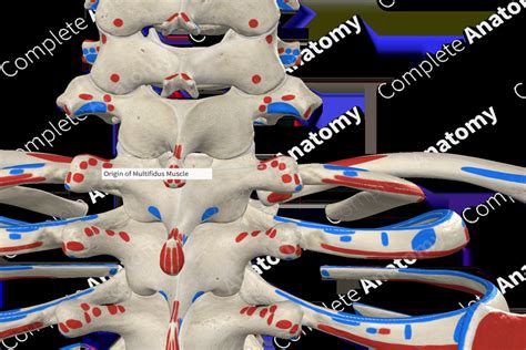 Origin Of Multifidus Muscle Complete Anatomy