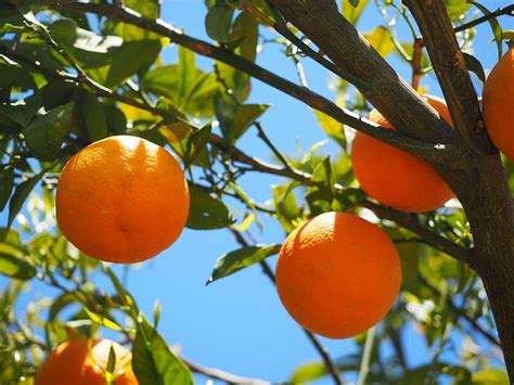 HD Wallpaper Focus Photography Of Orange Fruit Oranges Fruits Citrus Fruits Wallpaper Flare