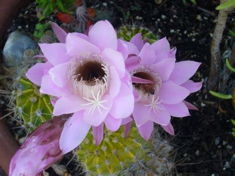 Cactus Blooming Beautiful Flowers Flowers Succulents