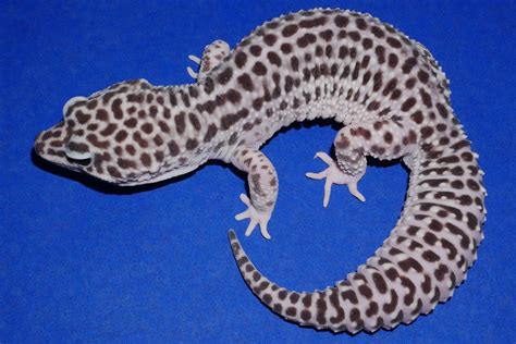 Melanistic Leopard Gecko