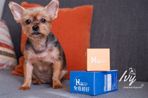 Hyperr超躍寵物保健品推薦，用85高濃度挪威魚油益生菌，幫毛孩從日常保養做起～ 艾薇覓食趣